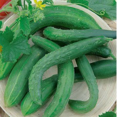 GURKE „Chinese Slangen” / 5 Samen (Neu (gemäss Beschreibung)) in ...