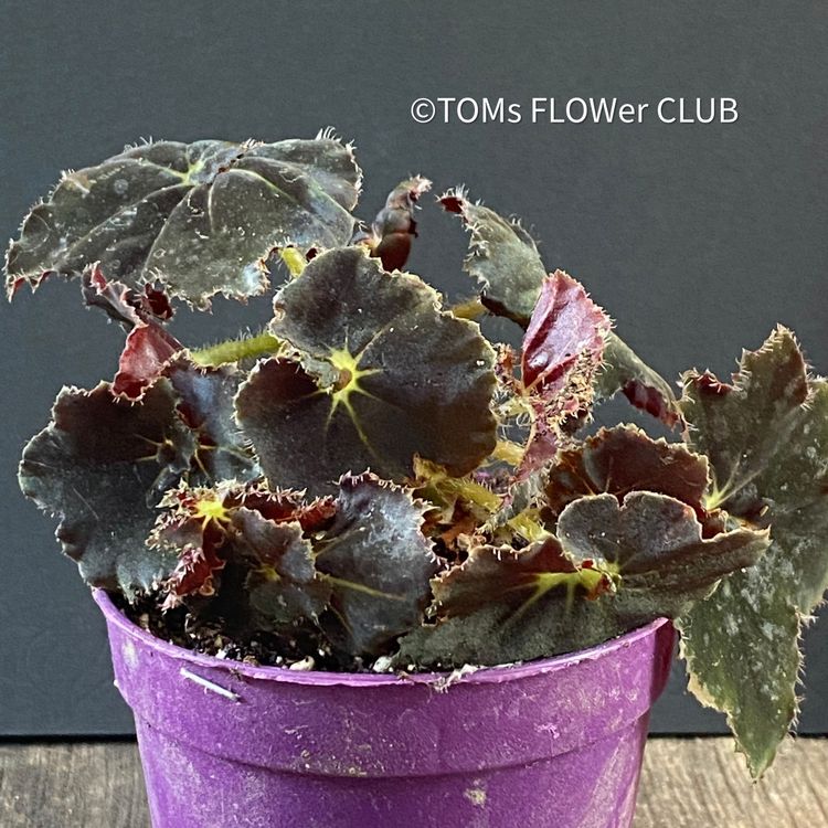 Begonia Royal Velour (Neu (gemäss Beschreibung)) in Adliswil für CHF 41 ...