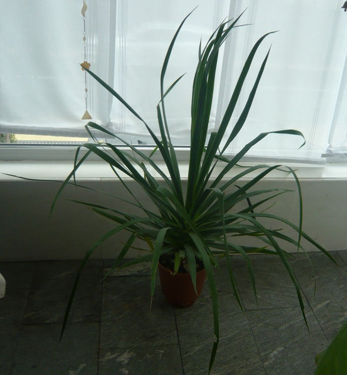 Drachenbaum über 1 m | Kaufen auf Ricardo