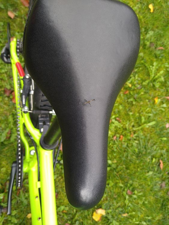 Pyro TwentyFour (large), leichtes Kinderfahrrad (Gebraucht) in Emmen ...