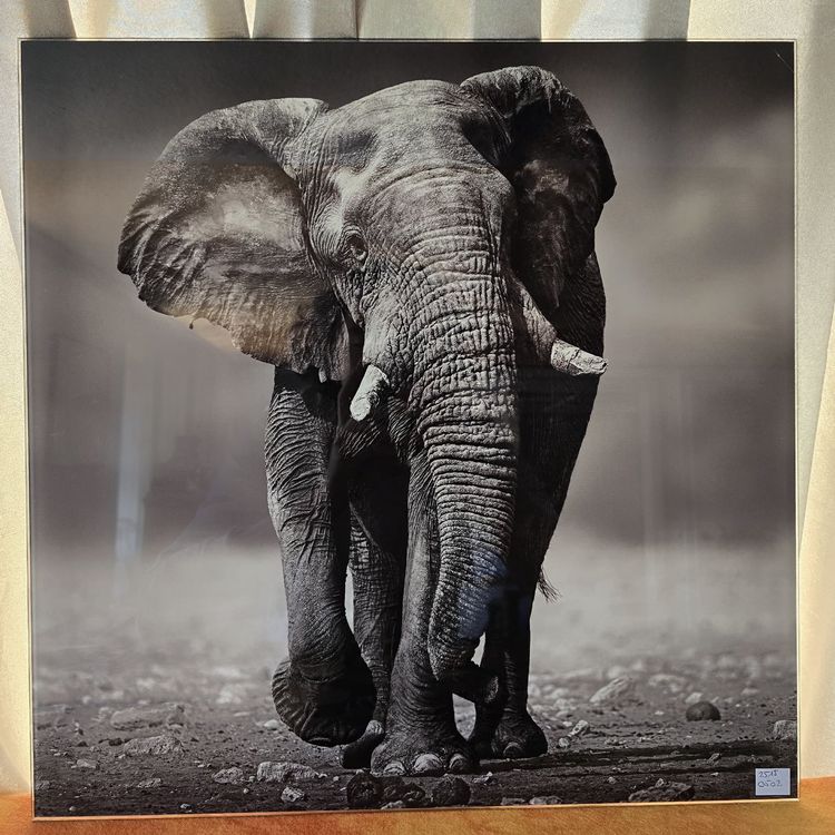 Glas Bild Elefant (Gebraucht) in Rorschacherberg für CHF 25 – nur ...
