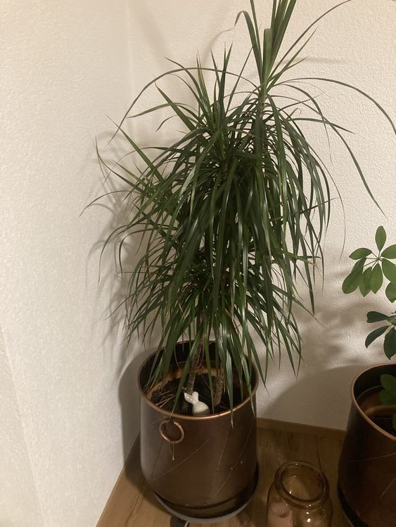 Grosse Drachenbaum Zimmerpflanze Topf inklusive (Gebraucht) in Winterthur für CHF 7 – nur ...