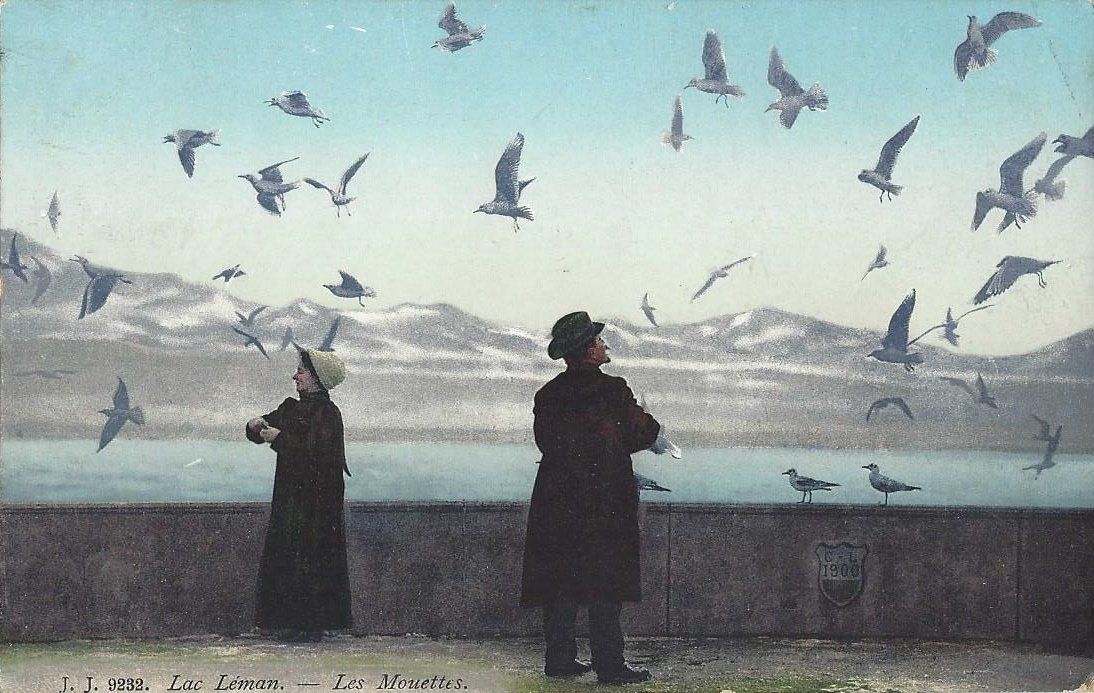 Füttern der Möven am Genfersee; Lac Léman les Mouettes (Gebraucht) in ...