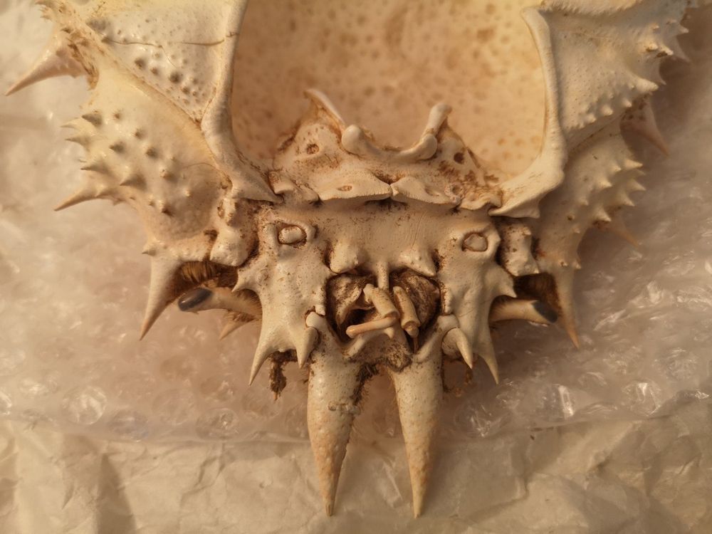 grosser Krebs Panzer mit Randzacken Krabbe sehr dekorativ (Gebraucht ...