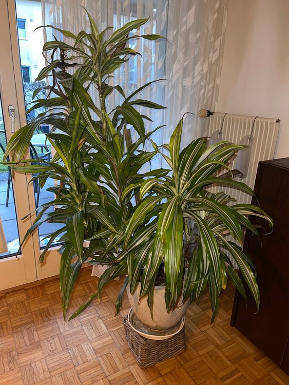 Grosse Drachenbaum Yucca Palme - Zimmerpflanze - 140cm hoch (Gebraucht) in Emmenbrücke für CHF ...