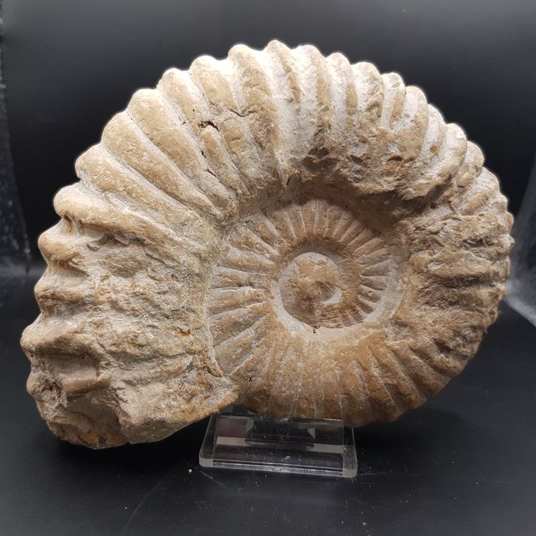 Ammonit 1.040Kg Nr 5 (Neu (gemäss Beschreibung)) in Schwanden-Brienz für CHF 31 – mit Lieferung ...