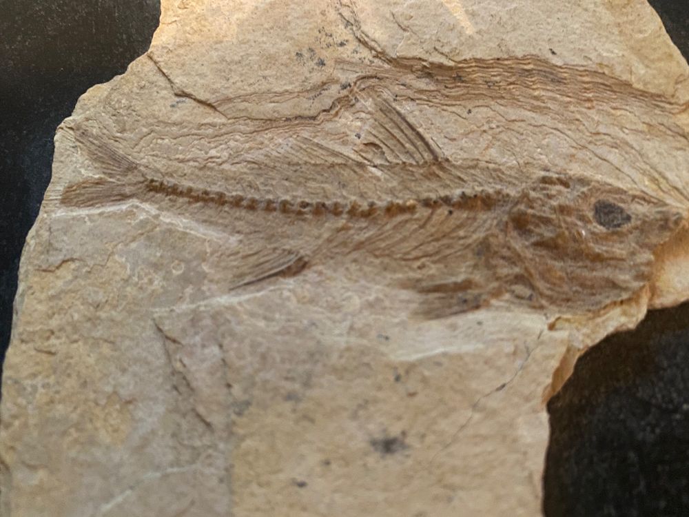 Fisch Fossil auf Schiferplatte (Gebraucht) in Baar für CHF 46 – nur ...