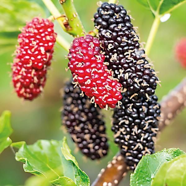 MÛRIER BLANC ALBA GIANT FRUIT (boutures) (Neuf (Voir description)) à ...
