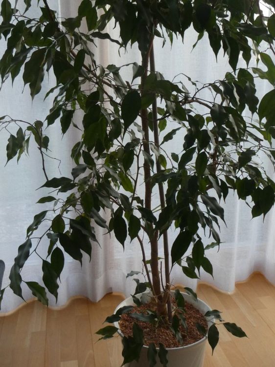 Ficus Benjamini mit Topf | Kaufen auf Ricardo