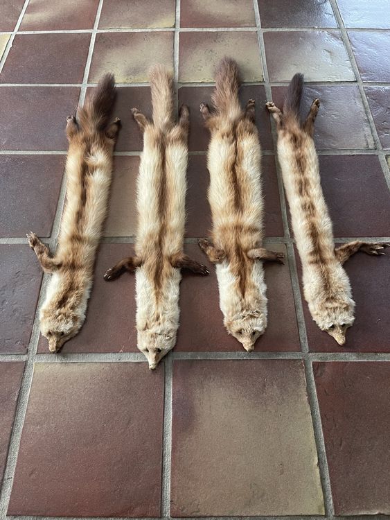 Nerz Fell echtes (Gebraucht) in Uster für CHF 80 – mit Lieferung auf ...