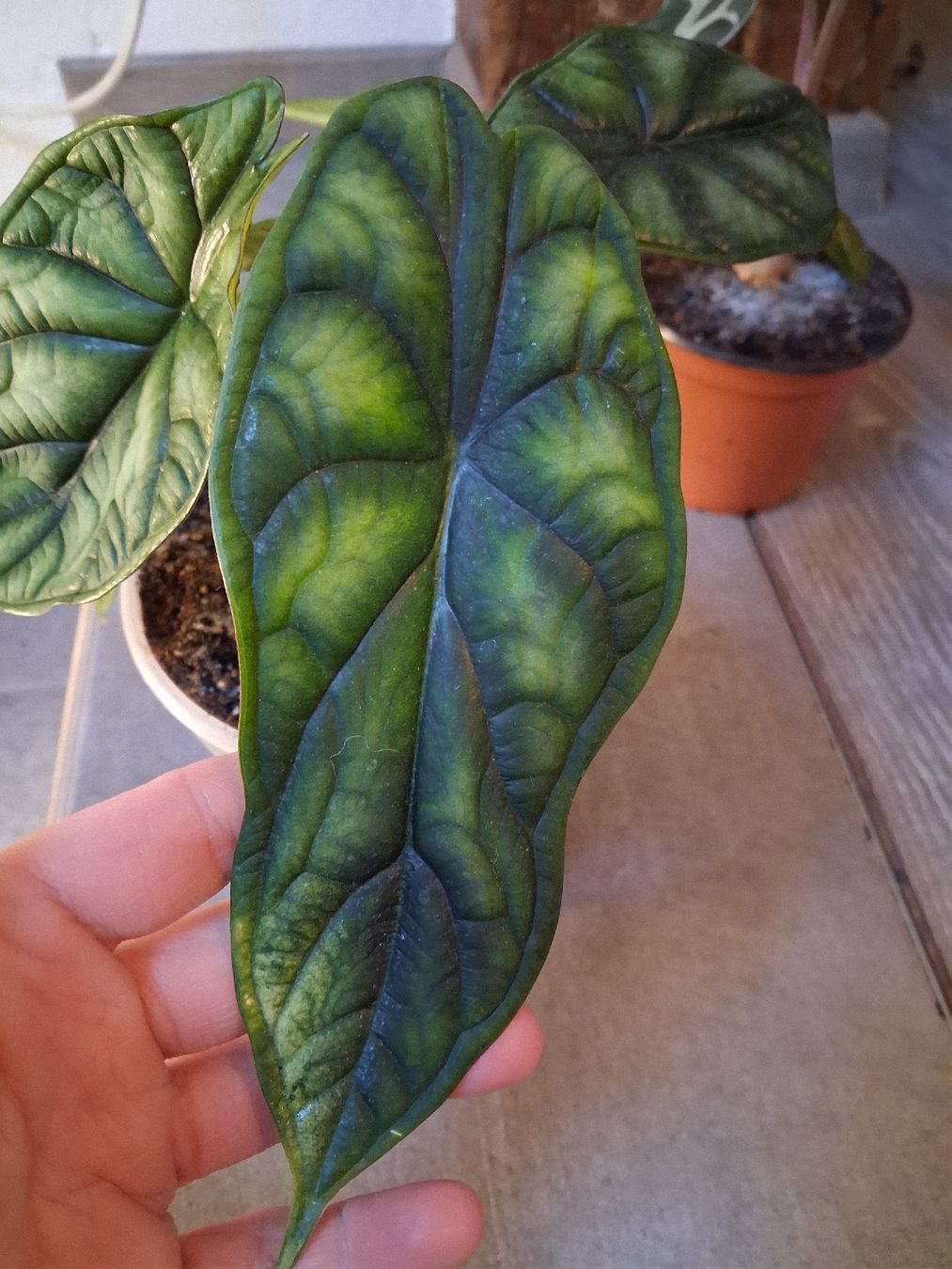alocasia dragon scale (Neuf (Voir description)) à Noiraigue pour CHF 10 ...