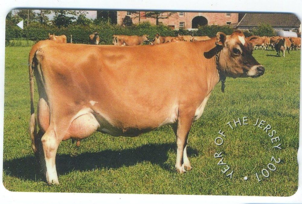 Telefonkarte "Hausrind". Jersey. (Gebraucht) in Basel für CHF 1 – mit Lieferung auf Ricardo kaufen