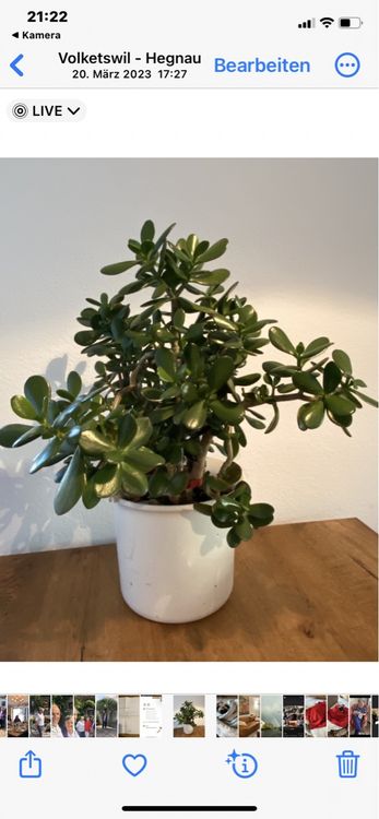 CRASSULA Geldbaum Pflanze. Schön, robust. | Kaufen auf Ricardo