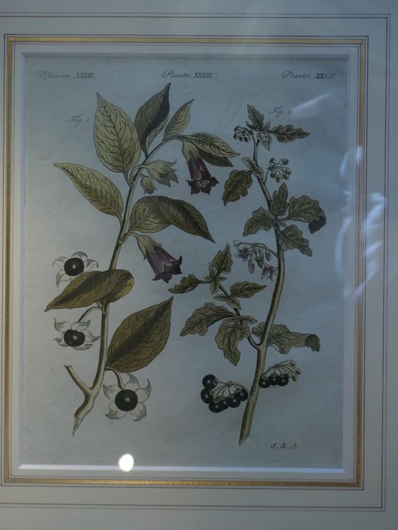 Farbiger Stich: La Belle Dame, la Morelle (Gebraucht) in Zürich für CHF ...