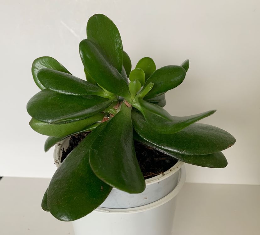 Geldbaum Crassula ovata Pfennigbaum 9 cm Zimmerpflanze | Acheter sur ...