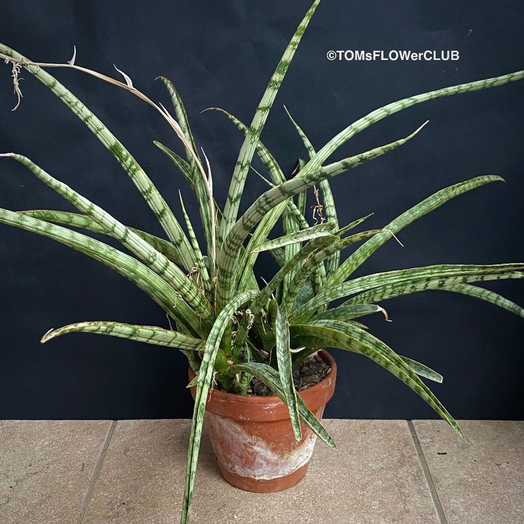 Sansevieria Crocodile Rock (Neu (gemäss Beschreibung)) in Adliswil für CHF 11 – mit Lieferung ...