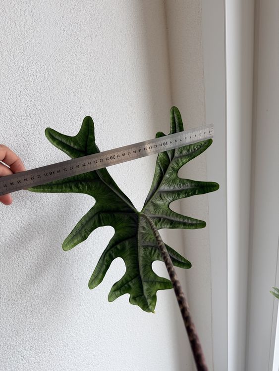 Alocasia Jacklyn albo variegata XXL (très rare) (Gebraucht) in Leytron ...