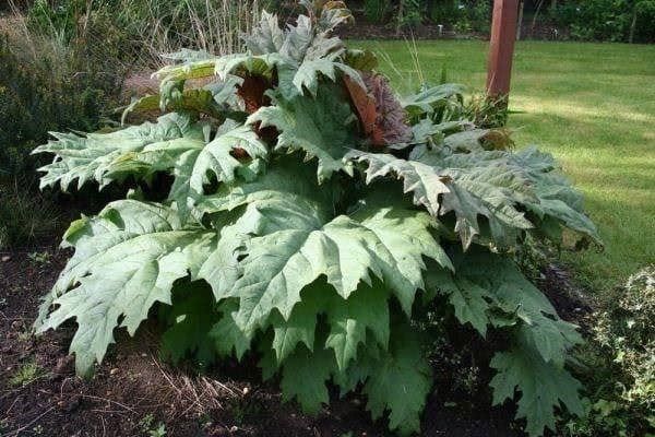 RHUBARBE ! facile et délicieux ! 15g | Kaufen auf Ricardo