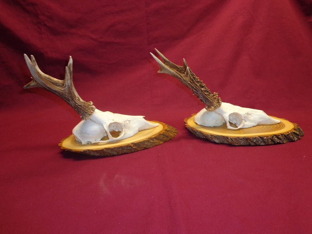 Reh, Geweihe, Trophäe, Horn, Dekoration, Jagd, Gold, Silber (Neu ...