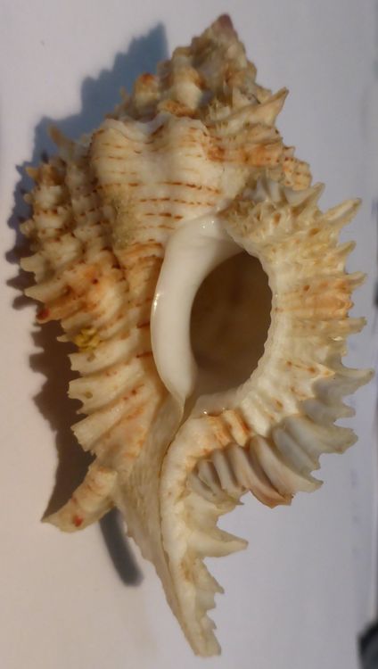 CHICOMUREX PROBLEMATICUS, 71 MM, SEHR GROSS, STACHEL-MUSCHEL | Kaufen ...