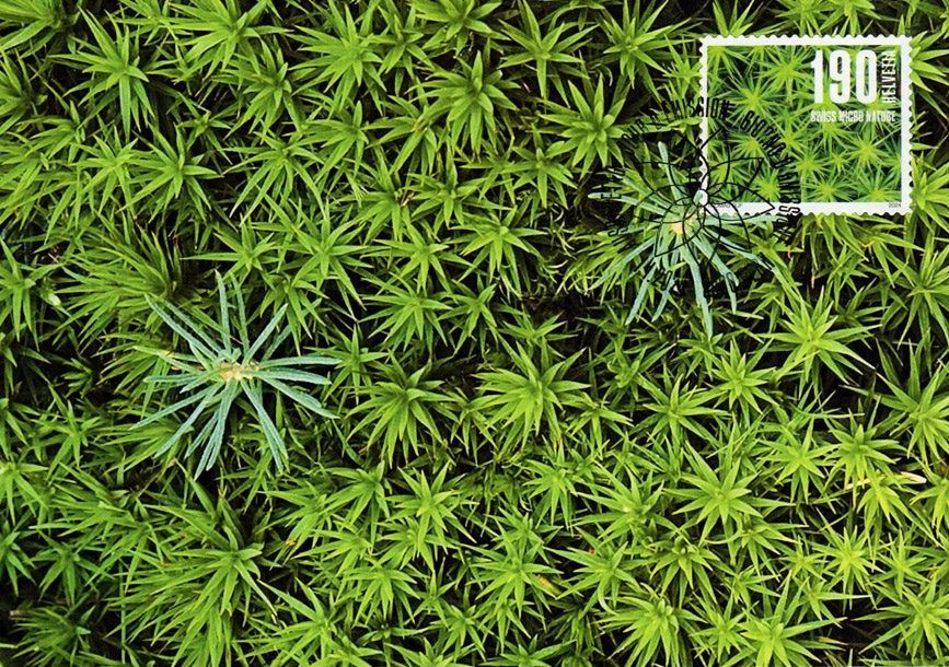 Maximumkarte Naturmuster - Moos | Kaufen auf Ricardo