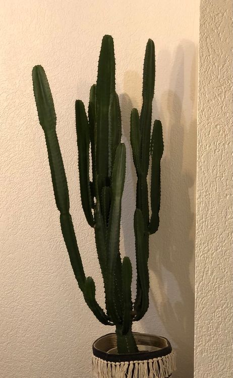 Grand cactus | Kaufen auf Ricardo