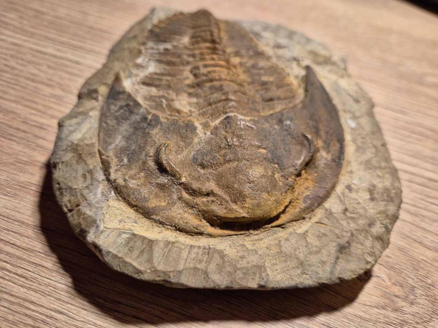 Fossile de trilobite – Paléozoïque – env. 10 cm (Gebraucht) in Sugnens ...