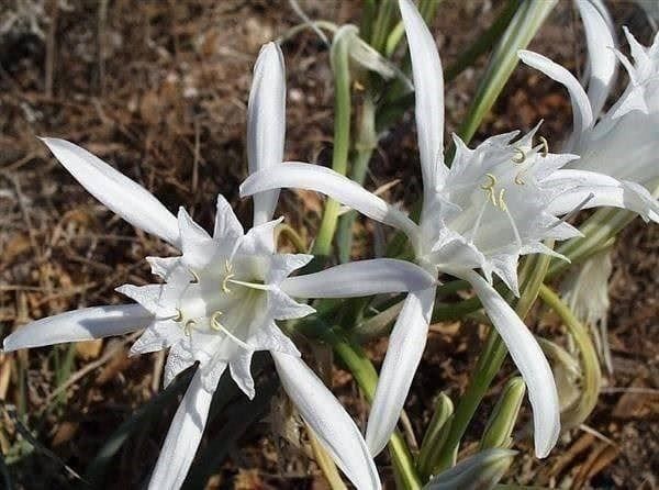 LIS DES SABLES ! TRES RARE ! 15g (Neuf (Voir description)) à Bremblens ...