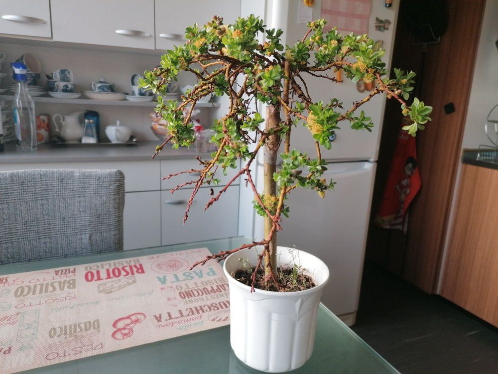 PATIO SALIX ARBUSCULA | Kaufen auf Ricardo