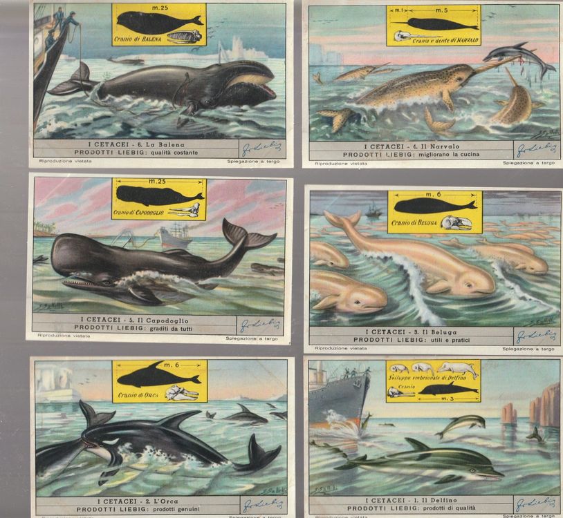 ITALY 6 x Liebig chromo trading cards I CETACEI 1565 (Gebraucht) in ...