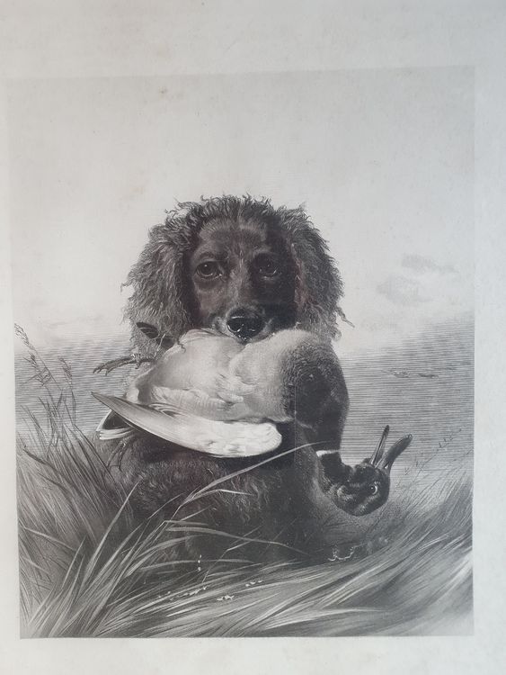 Bilder Jagdhunde, gerahmt, antik (Gebraucht) in Killwangen für CHF 70 ...