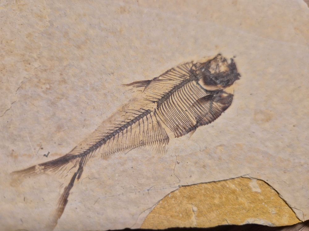 Fossile de poisson ancien – env. 50 millions d’années (Gebraucht) in ...