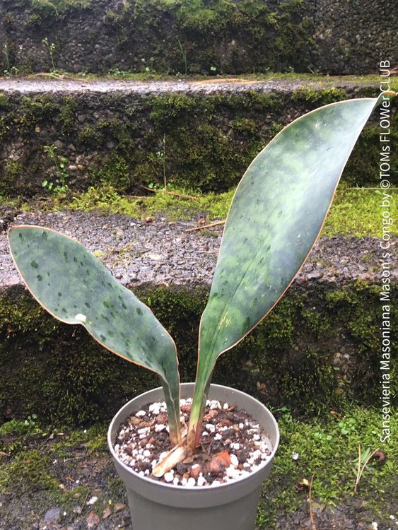 Sansevieria Masoniana Mason's Congo (Neu (gemäss Beschreibung)) in Adliswil für CHF 43 – mit ...