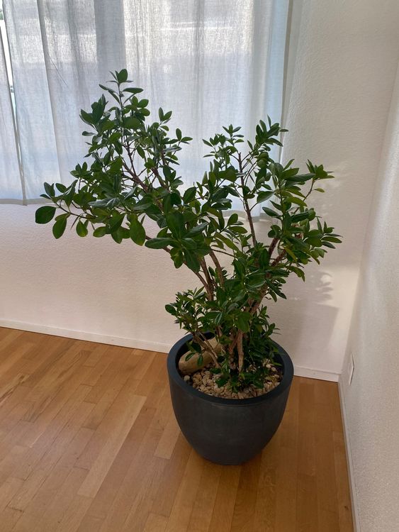 House plant / tree (Gebraucht) in Küssnacht am Rigi für CHF 35 – nur ...