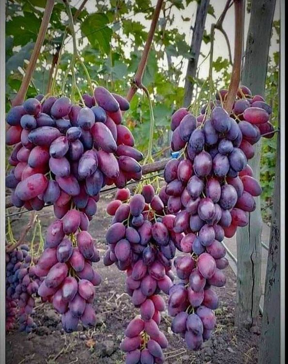 Vigne Raisin de collection NIGHT BEAUTY (Neu (gemäss Beschreibung)) in ...