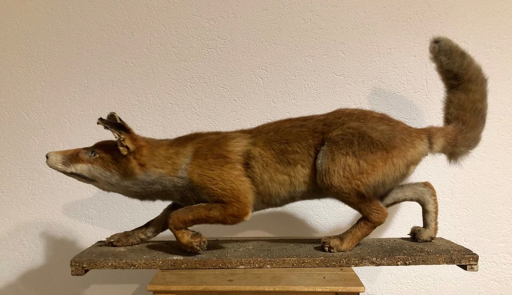 Fuchs Präparat 80cm (Gebraucht) in allschwil für CHF 75 – mit Lieferung ...