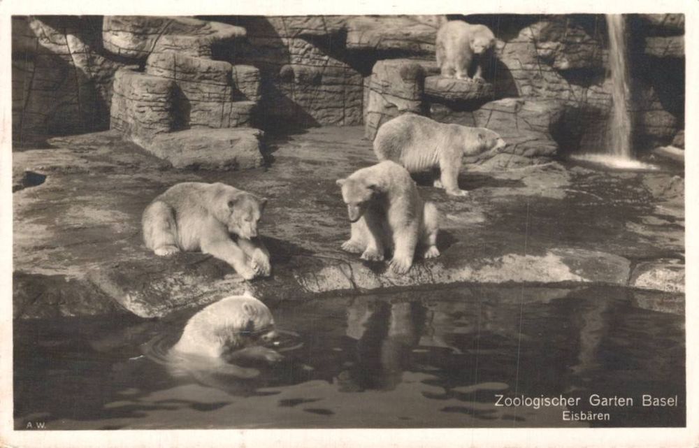 Zoologischer Garten Basel, Eisbären Fotokarte, gel. 1936 | Kaufen auf Ricardo