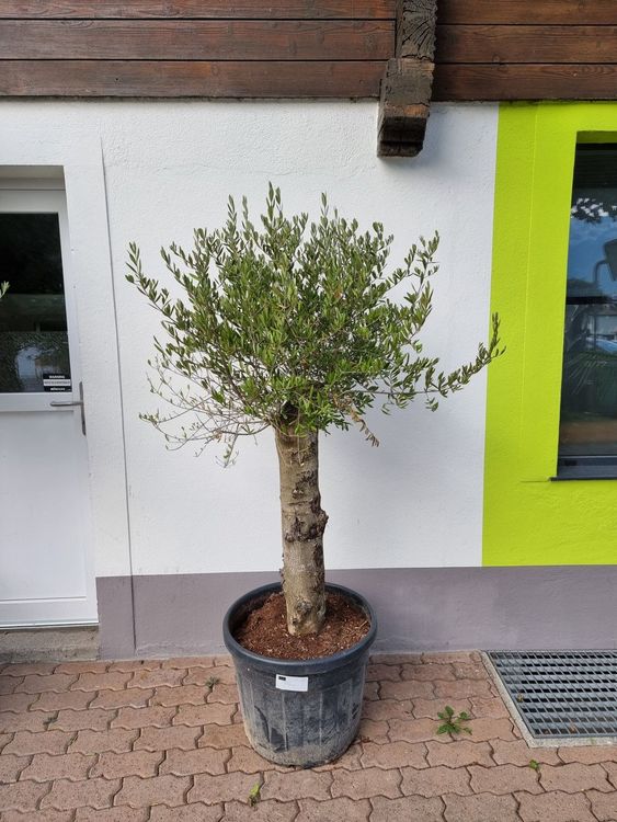 Olivenbaum winterhart | Kaufen auf Ricardo