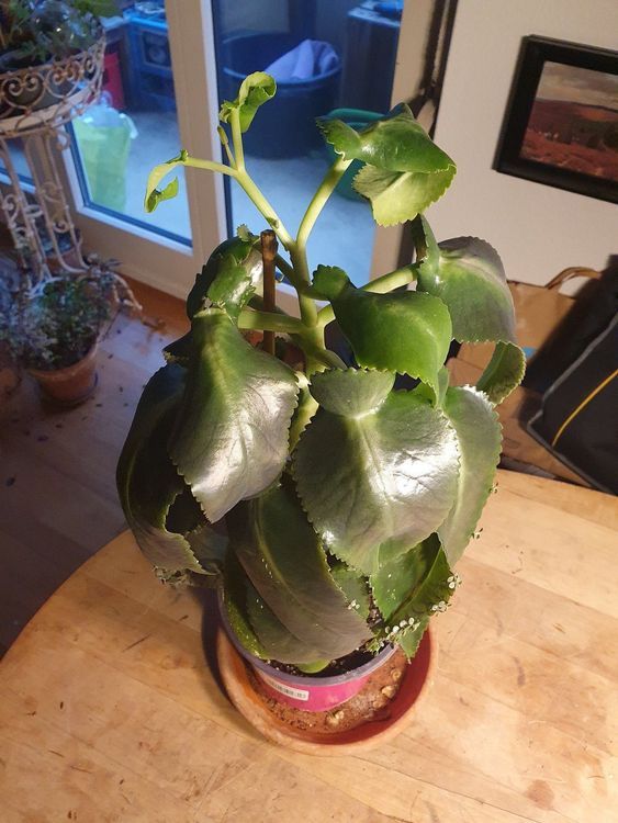 Kalanchoe (Kalanchoe ceratophylla Haw.) (Gebraucht) in Zürich für CHF ...