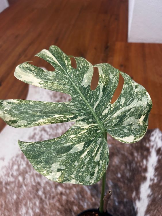 Monstera Thai Green Snow (Gebraucht) in Wattwil für CHF 120 – mit ...