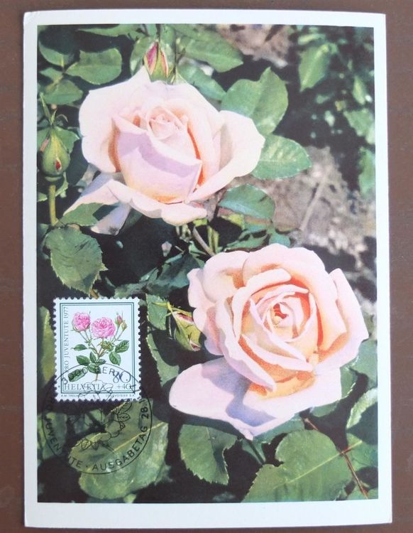 Maximumkarte Rosen Roses 80c 1977 PJ Juventute FDC (Neu (gemäss ...
