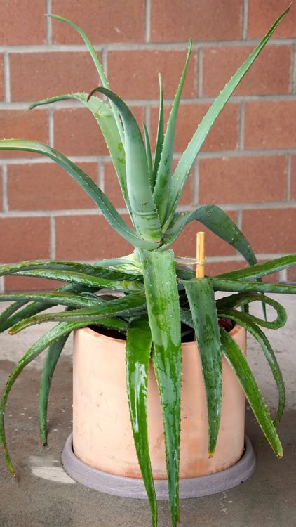 Aloe Vera Topfgrosse