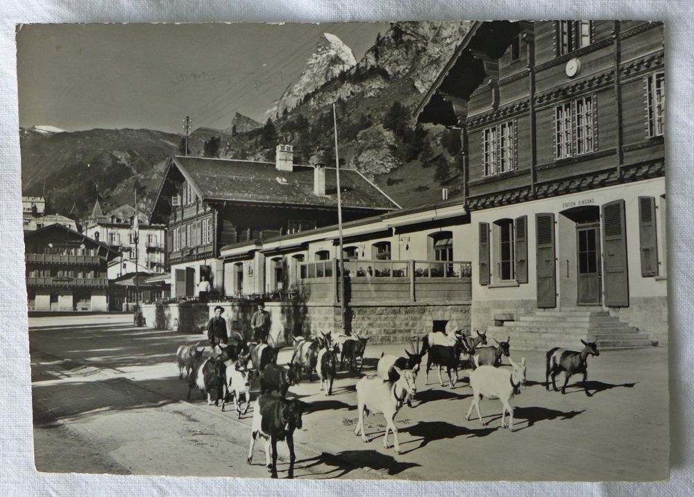 AK ZERMATT VS, Dorfstrasse, Ziegen, Hirten (Gebraucht) in Wallisellen für CHF 4 – mit Lieferung ...