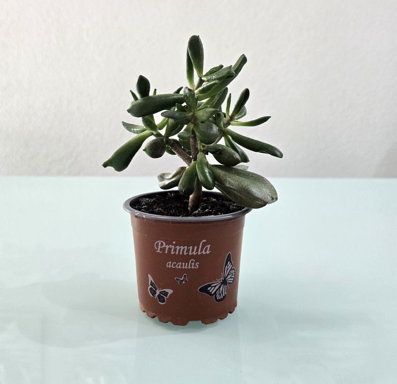 Kleine Pflanze Geldbaum Crassula ovata Gollum Dickblatt 20cm | Kaufen ...