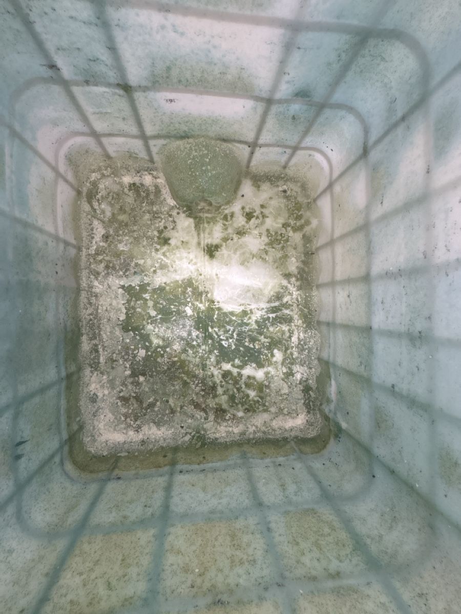 IBC Container 1000L Wassertank Regenwassertank auf Palette (Gebraucht ...