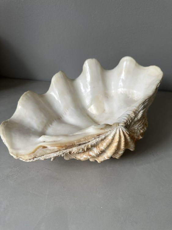 Grosse Muschel Riesemuschel 🐚 31x22cm (Neu (gemäss Beschreibung)) in ...