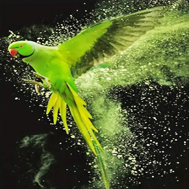 Diamond Painting Papagei Halsbandsittich-3-40x501124 (Neu und ...