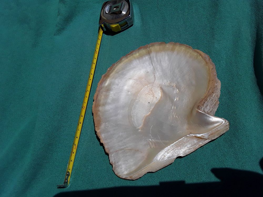 Coquille nacrée très ancienne.Shell | Kaufen auf Ricardo
