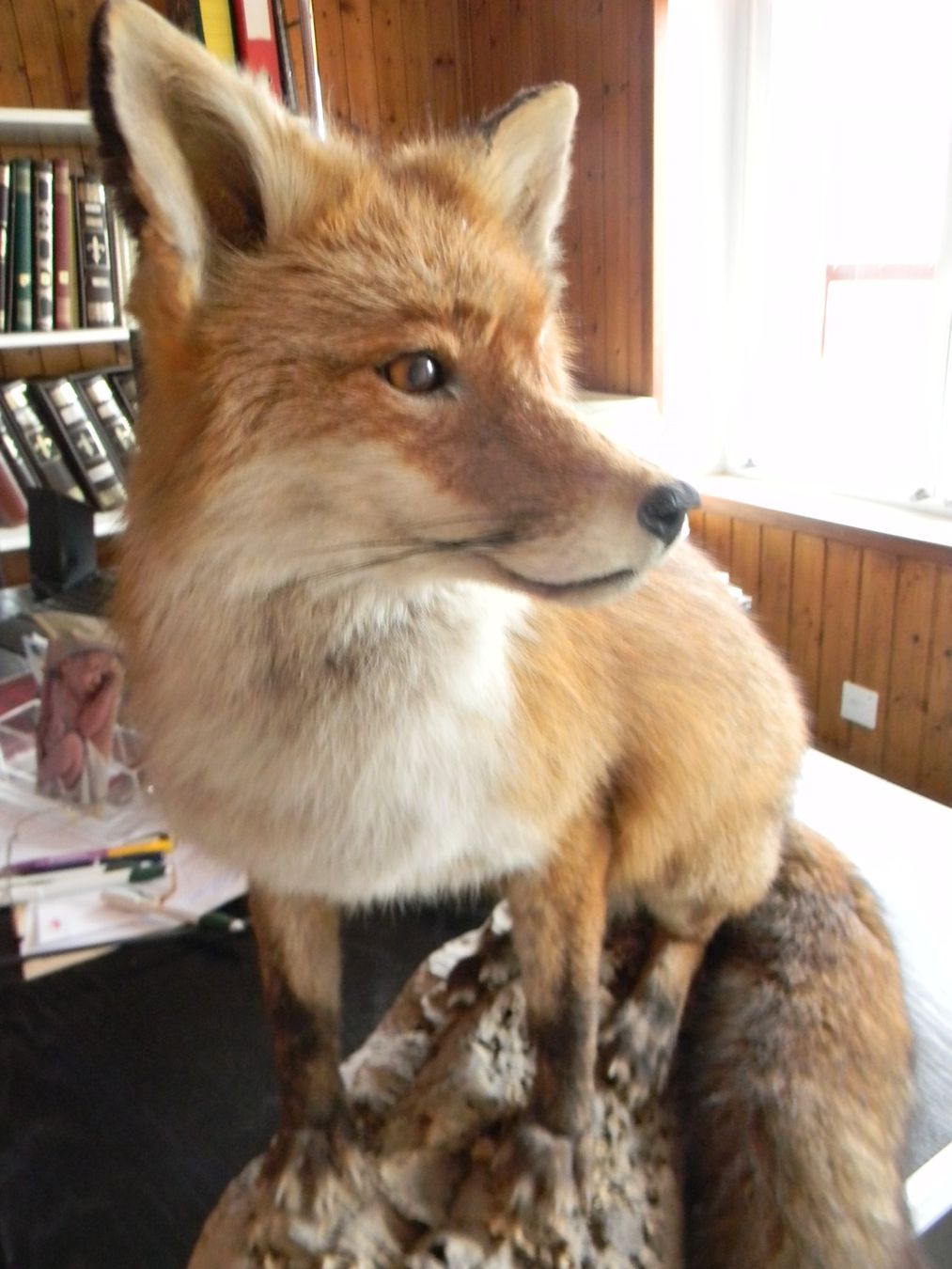 renarde des montagnes naturalisée (A.Codourey, Grandvaux) (D'occasion ...