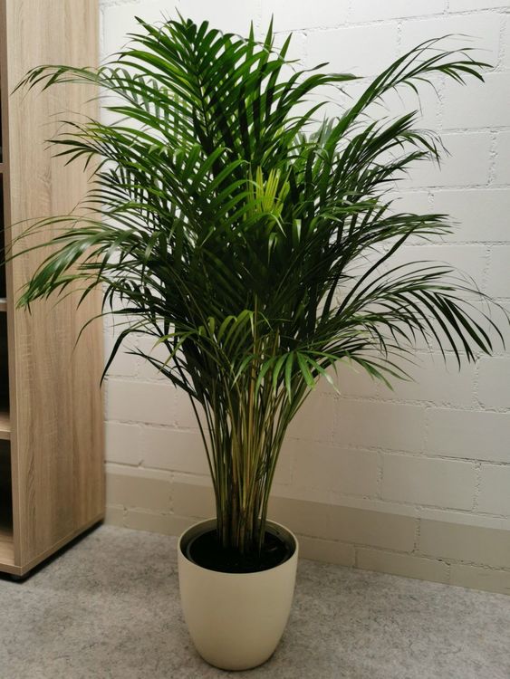 Areca Palme Kaufen